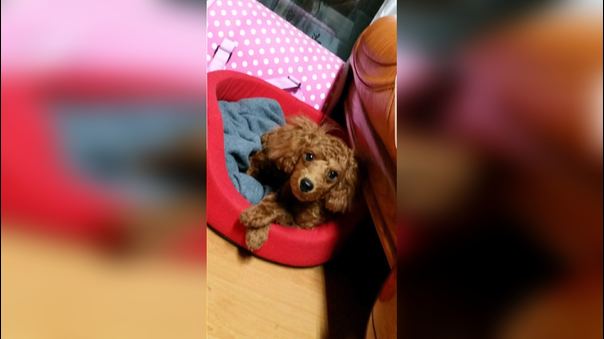 BTS: Conoce a la mascota de Suga