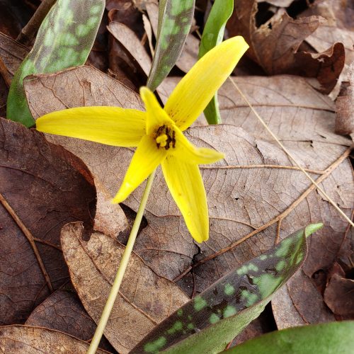 Spring Flowers: 3 Natives and 2 Flashy Intruders - Pennsylvania Highlands