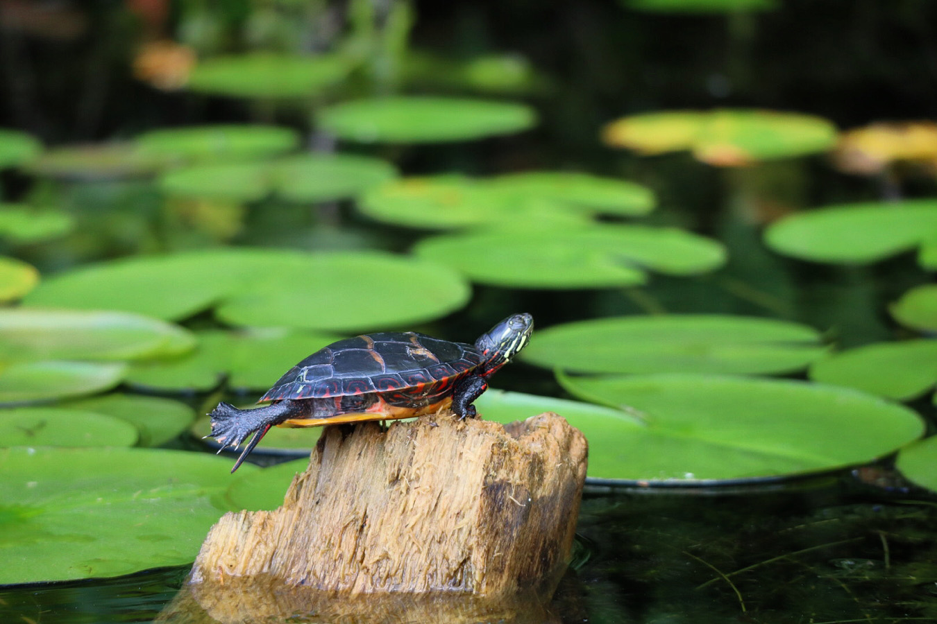 Delaware River Means... Biodiversity! - Pennsylvania Highlands