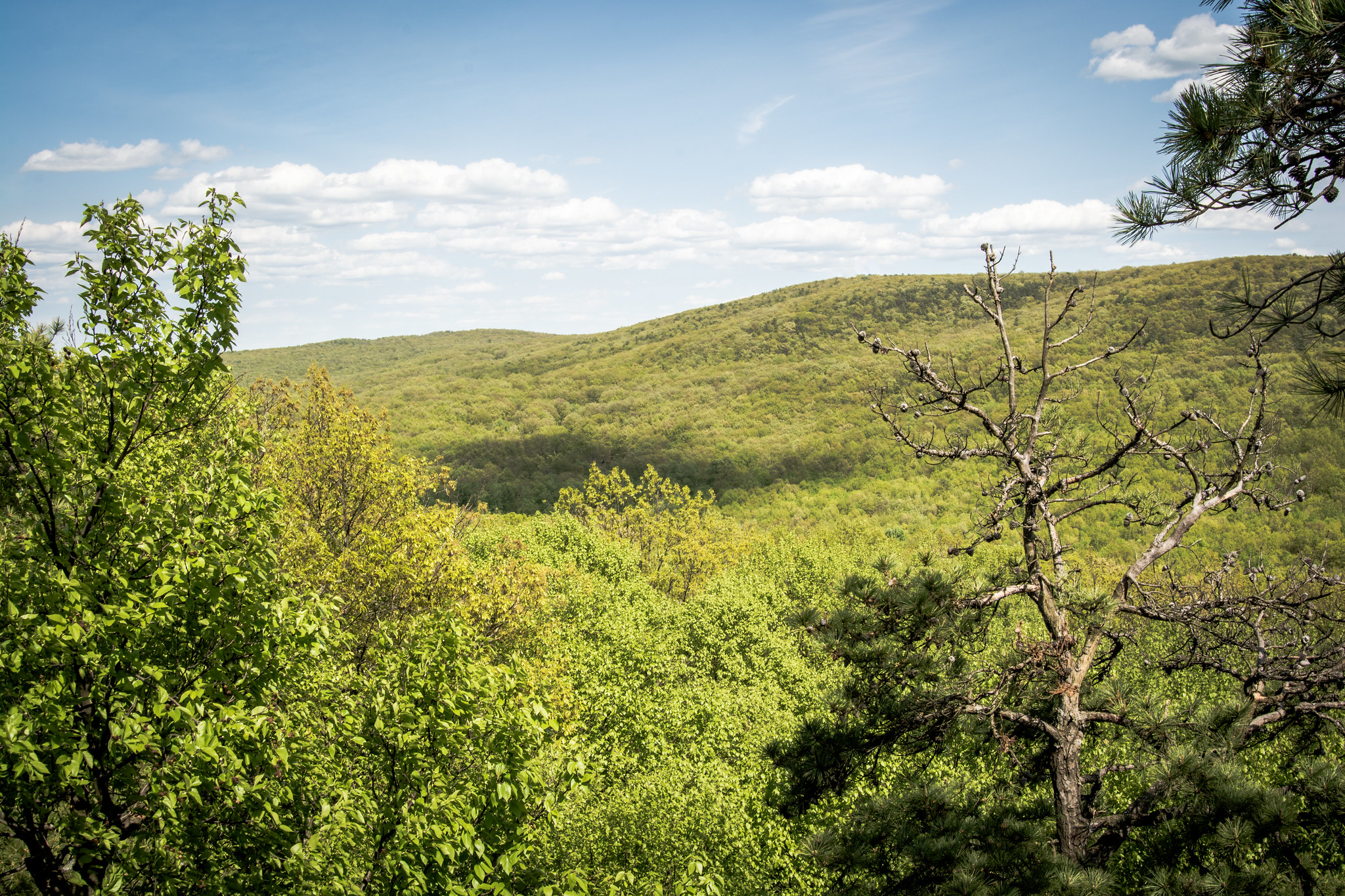 Conservation Atlas Spotlight - Whiskey Springs Uplands - Pennsylvania ...