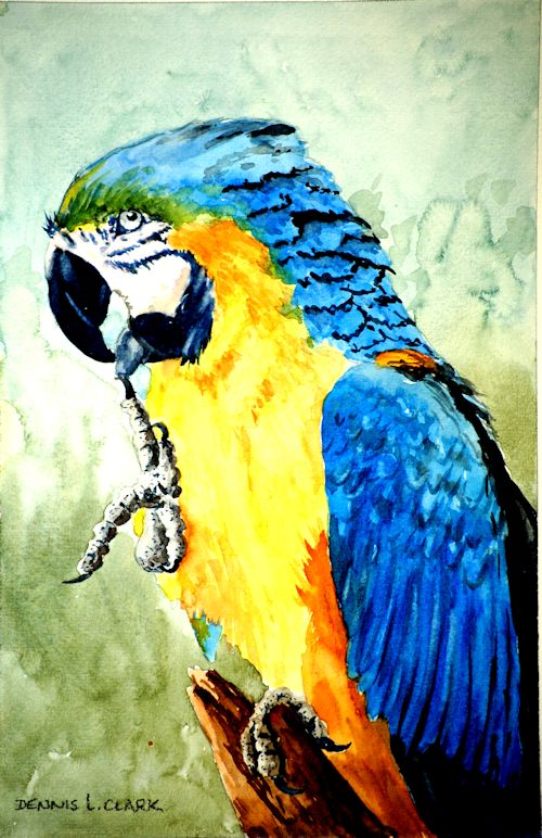 How To Paint A Parrot In Watercolour