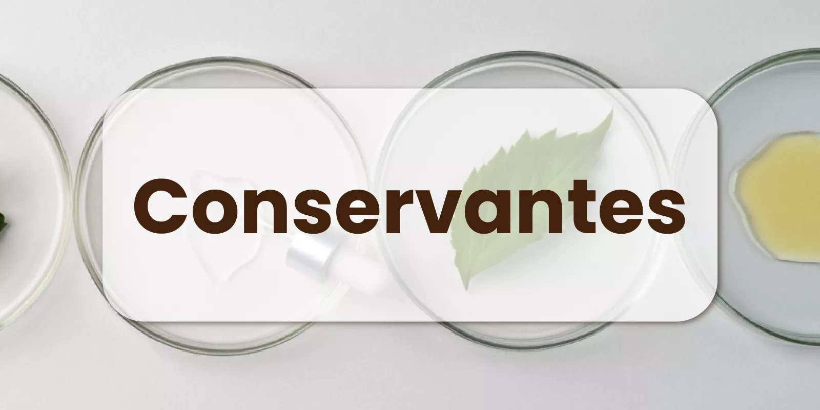 Descargable: Usos De Conservantes - Caléndula