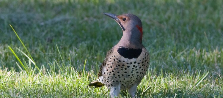 All about the northern flicker – Park Bugle
