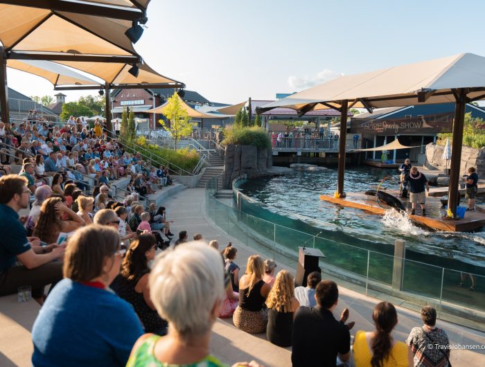 Como Zoo puts new spark in sea lion show – Park Bugle