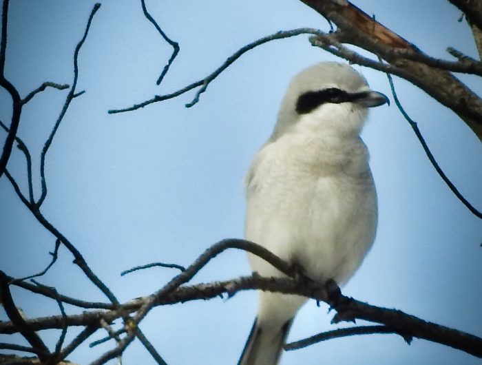Why different birds come and go – Park Bugle