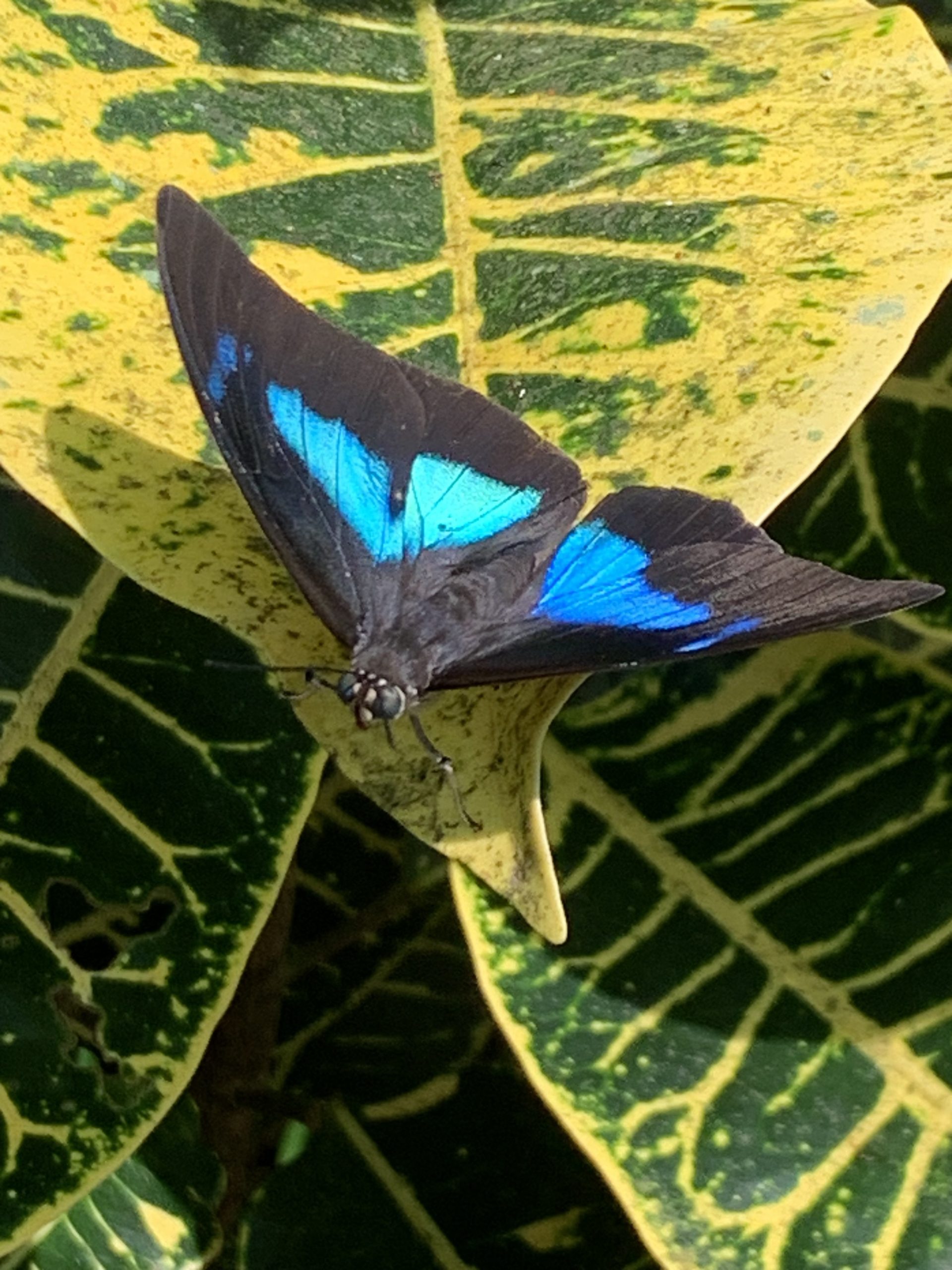 Park Bugle – The Bugle is a community newspaper serving St. Anthony ...