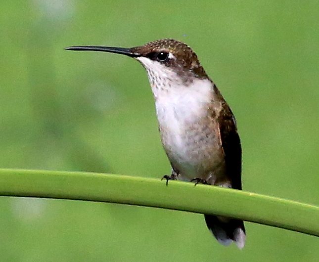 The angry hummingbird – Park Bugle