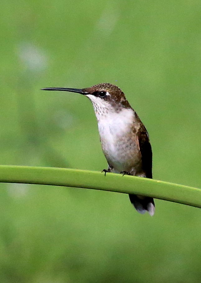 Park Bugle – The Bugle is a community newspaper serving St. Anthony ...