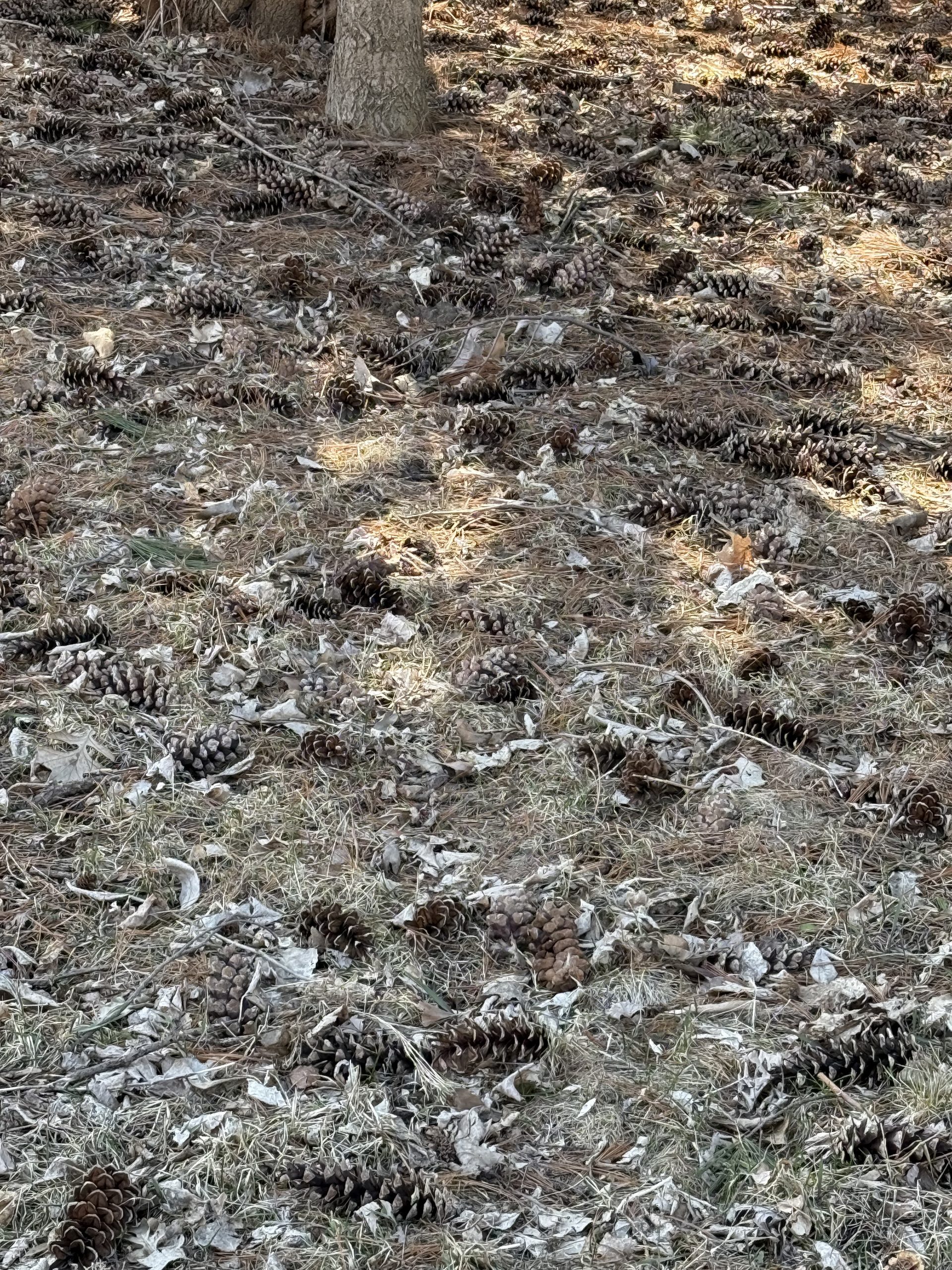 Park Bugle – The Bugle is a community newspaper serving St. Anthony ...