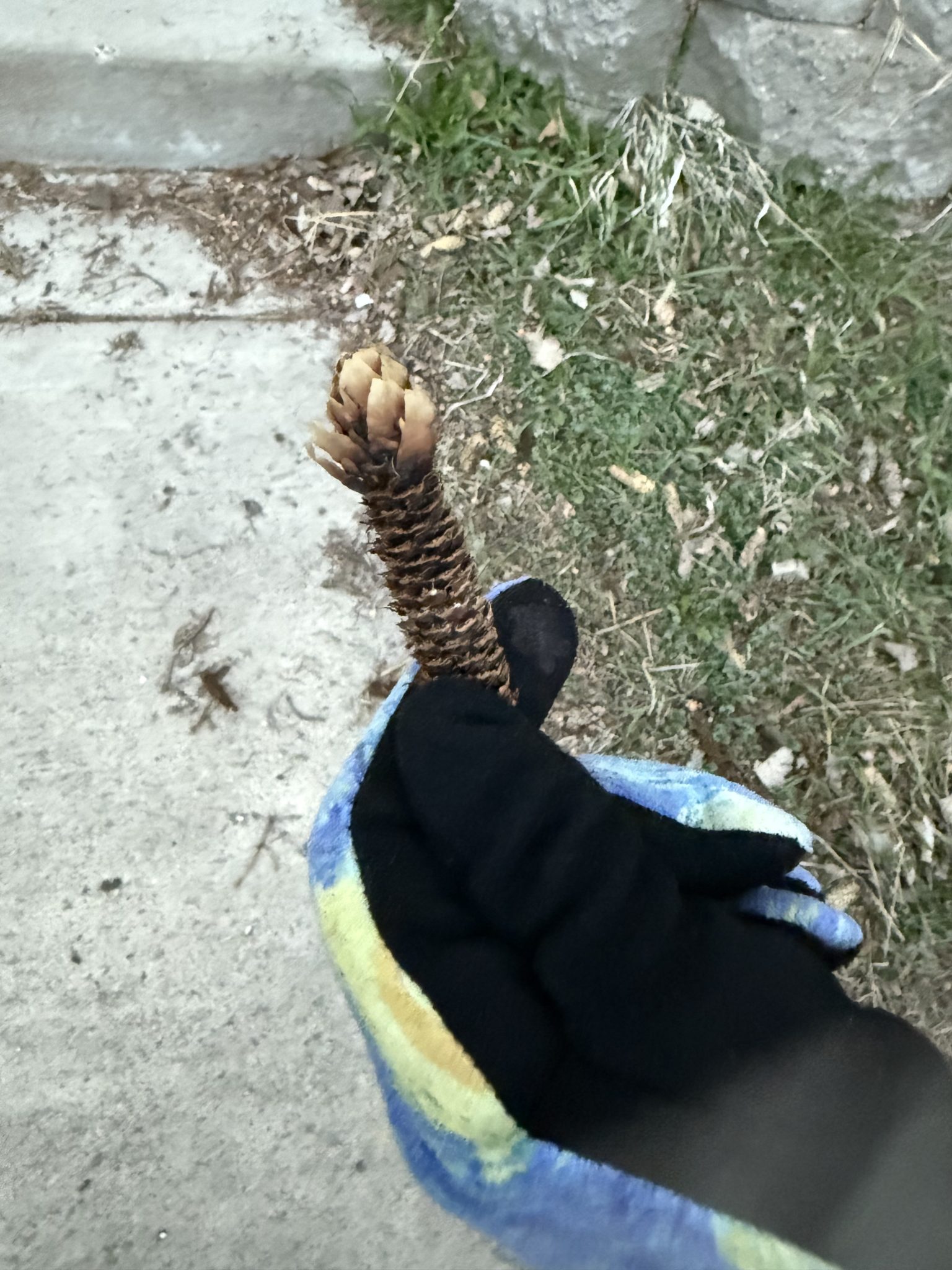 The ‘Great Conifer Cone Drop’ of 2025 explained – Park Bugle