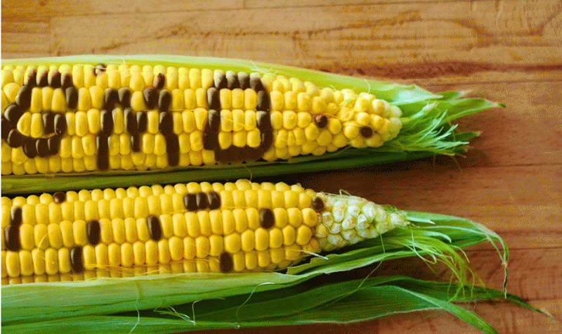 Australian Consensus Conference on Genetically Modified Food – Participedia