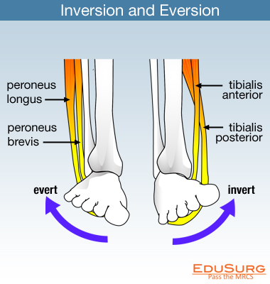 Ankle Inversion Muscles