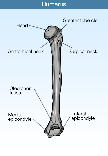 Humerus Definition
