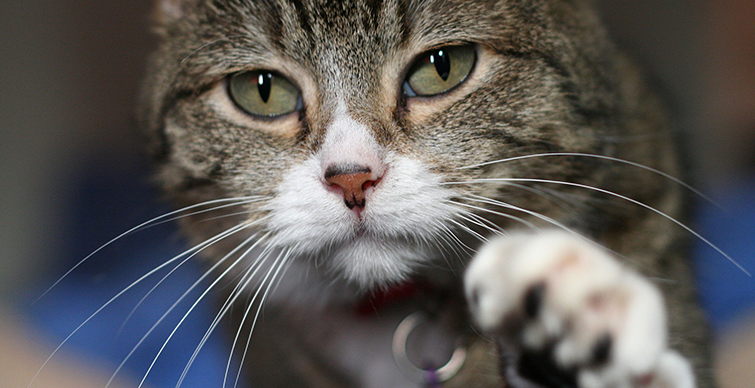 Cinematography Tips: Mastering Foreground, Middleground, and Background