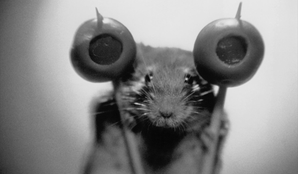 Tips for Working with Animals on Set