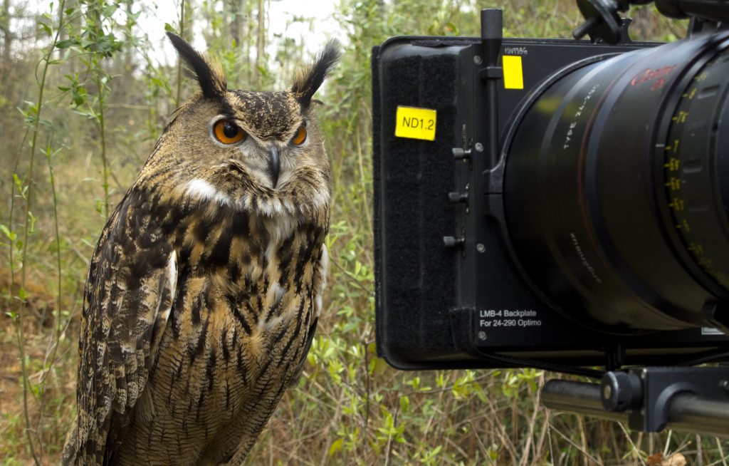 Tips for Working with Animals on Set