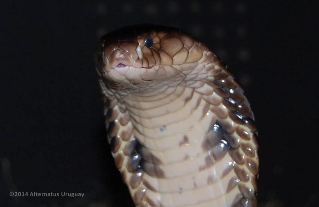 Paseos y Actividades Alternatus Uruguay - Criadero de reptiles - Piriápolis