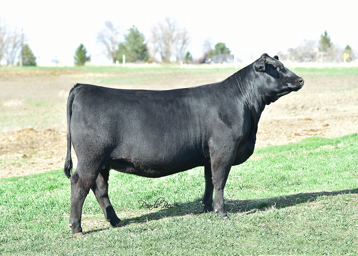 Josh Scheckel || On Location || pearlspics.com