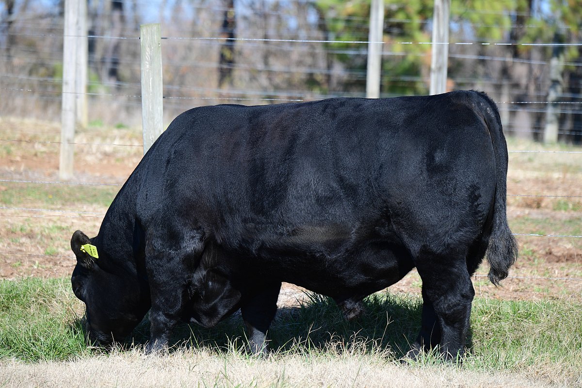 Herbster Angus || Customers || pearlspics.com