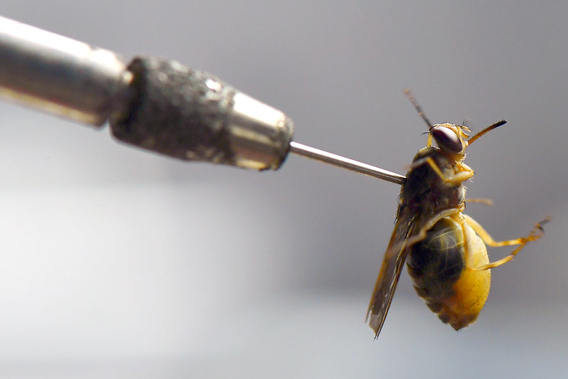 cockroach control gold coast