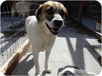 Ava | Adopted Dog | 397 | Lawrenceburg, TN | Mountain Cur/Feist Mix