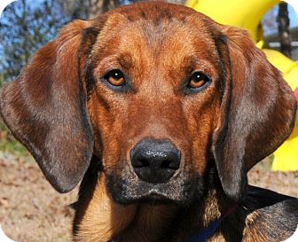 CHANCE(GREAT FAMILY COMPANION! | Adopted Dog | Wakefield, RI | Redbone ...