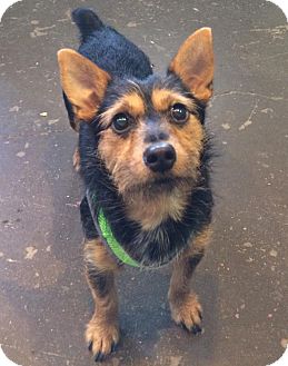 Daisy | Adopted Dog | Marseilles, IL | Corgi/Wirehaired Fox Terrier Mix