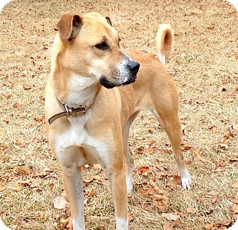 Lakewood, CO - Greyhound/Boxer Mix. Meet Lacey a Dog for Adoption.