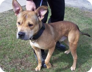 Basenji Pitbull Terrier Mix