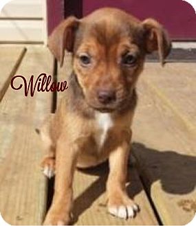 Bartonsville, PA - Labrador Retriever/Feist Mix. Meet Willow a Puppy ...