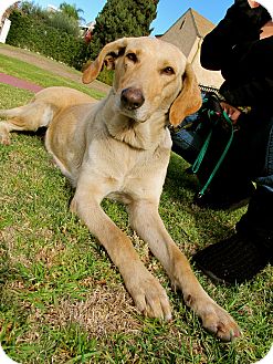 Lovely Lizzy | Adopted Dog | Los Angeles, CA | Labrador Retriever ...