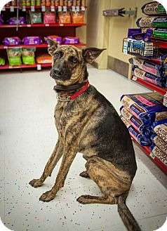 Lanzo (aka Ferimir) | Adopted Dog | Birmingham, MI | Belgian Malinois ...
