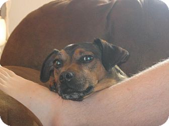 Min Pin Jack Russell Terrier Mix