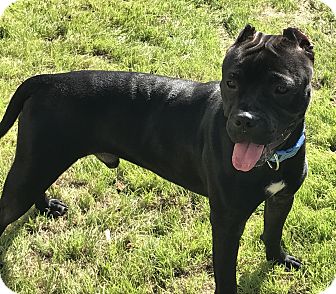 Navarre, FL - Cane Corso/French Bulldog Mix. Meet Norman a Puppy for ...