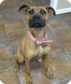 Belgian Malinois Boxer Mix