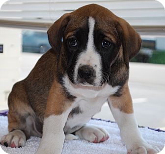 Basset Boxer Mix
