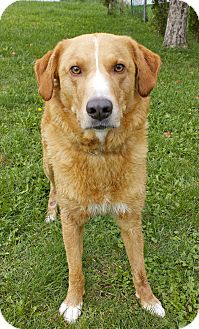 Nova Scotia Duck Tolling Retriever Labrador Mix Great picture of my ...