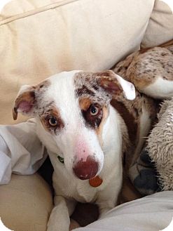 Jack Russell Australian Shepherd Mix