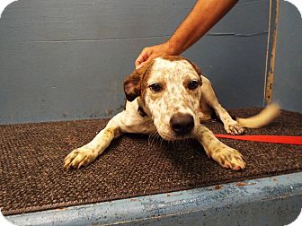 Wood Dale, IL - English Setter/German Shorthaired Pointer Mix. Meet ...