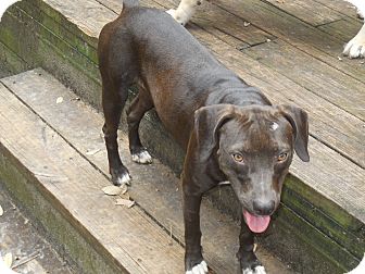 Old Town, FL - Feist/Labrador Retriever Mix. Meet Little Bit a Dog for ...