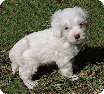 Lil Bit | Adopted Puppy | La Habra Heights, CA | Cockapoo/Maltese Mix