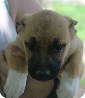 Labrador Retriever/Sheltie, Shetland Sheepdog Mix Puppy for adoption in ...