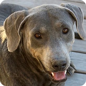 Cade | Adopted Dog | Fountain, CO | Doberman Pinscher/Weimaraner Mix