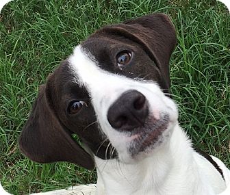 Pine Grove, PA - English Setter/Pointer Mix. Meet ROSE a Puppy for ...