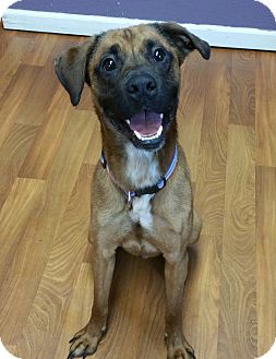 Danny Boy | Adopted Dog | 0103 | Lisbon, OH | Boxer/Belgian Malinois Mix