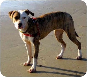 Whippet Pitbull Mix