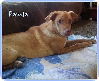 Lincoln, NE - Labrador Retriever/Feist Mix. Meet PAWDA a Dog for Adoption.