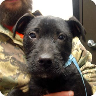 Ellie | Adopted Puppy | Brattleboro, VT | Airedale Terrier/Labrador ...