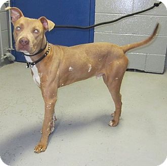 Elizabeth, NJ - Pit Bull Terrier/Italian Greyhound Mix. Meet Scooby a ...