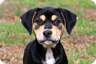 Glastonbury, CT - Treeing Walker Coonhound/Labrador Retriever Mix. Meet ...